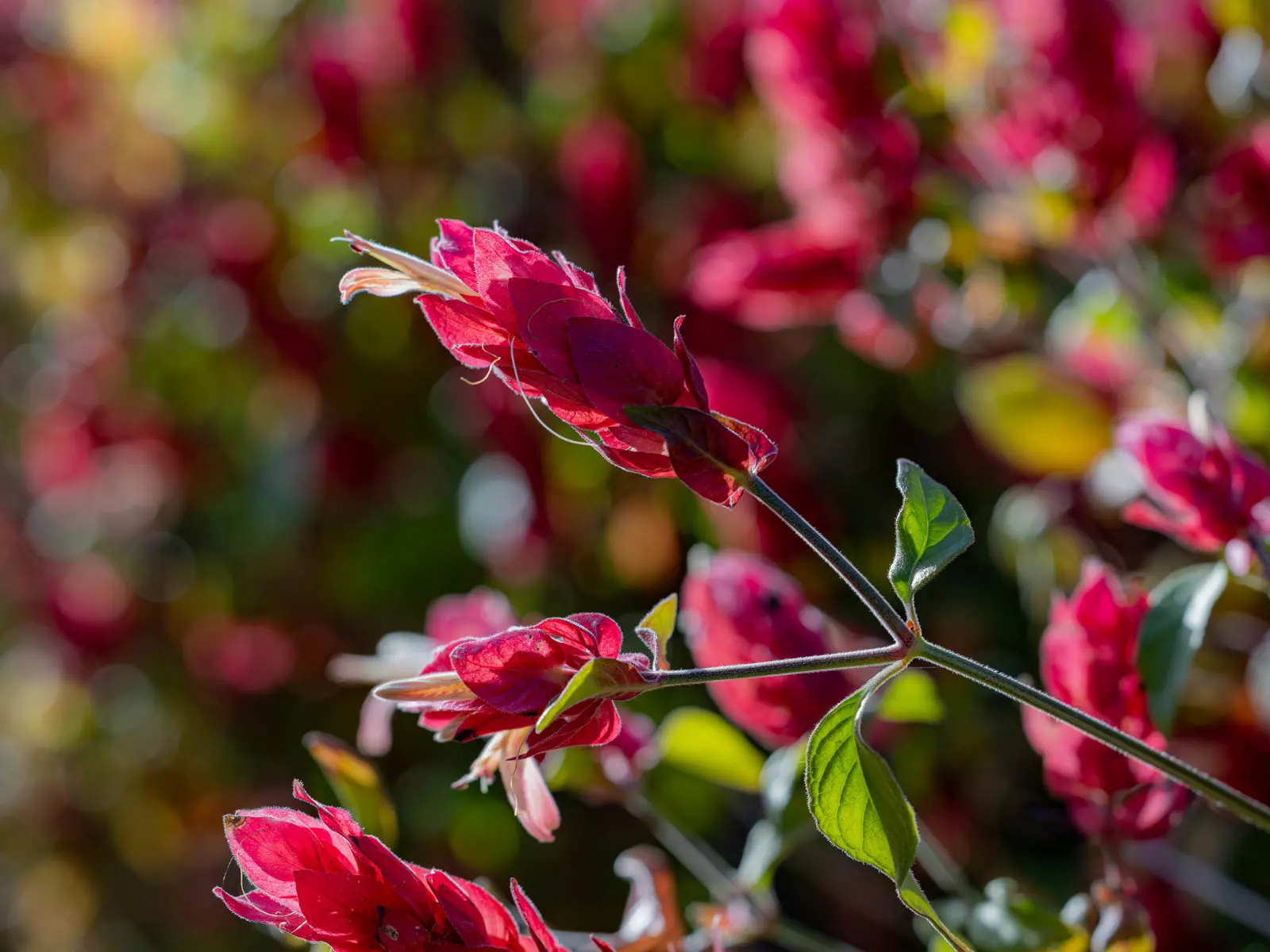 Attractions | City of Corpus Christi