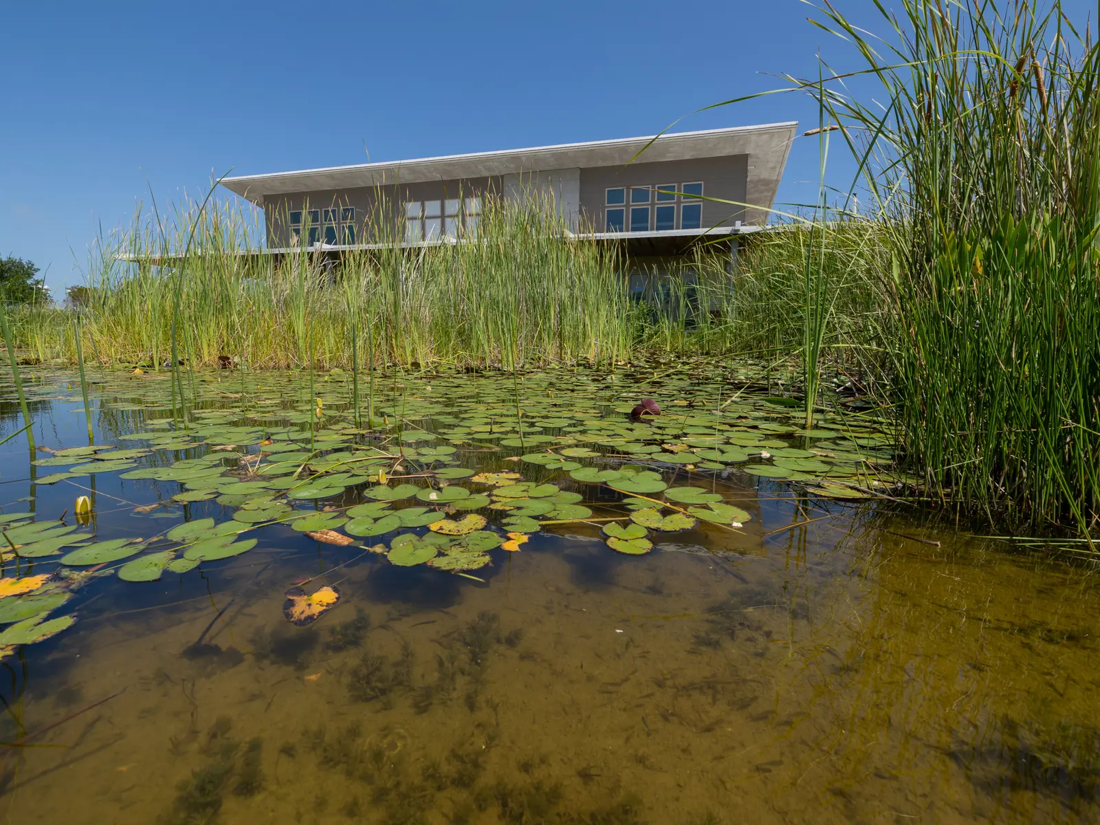 Oso Bay Wetlands Preserve and Learning Center | City of Corpus Christi